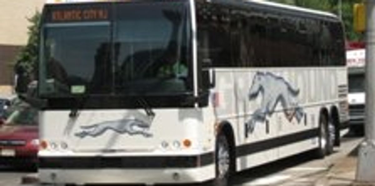 Frequent Fluffy Bus Commuter - Love Meow