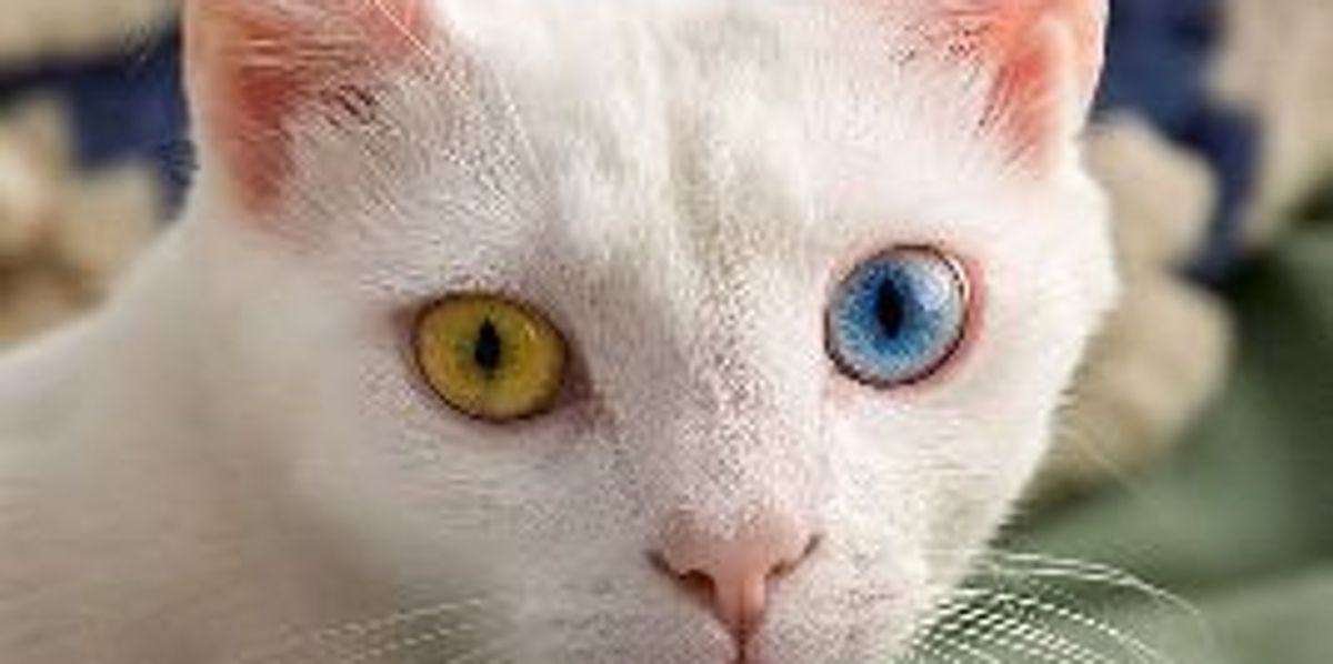 Do Kittens' Eye Color Change? - Love Meow