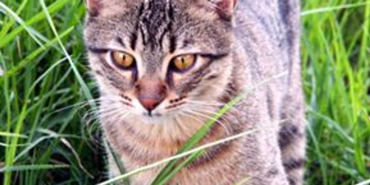 Cats Offensive or Defensive Behavior - Love Meow