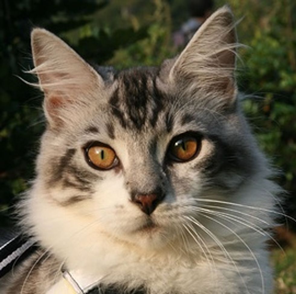 Cat Geometry and Personalities - Love Meow