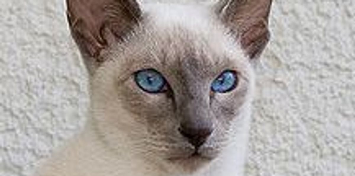 Cat Geometry and Personalities - Love Meow