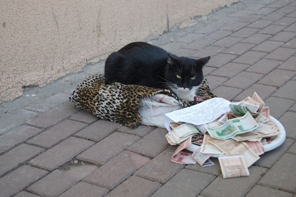 Russian Begging Cat - Love Meow