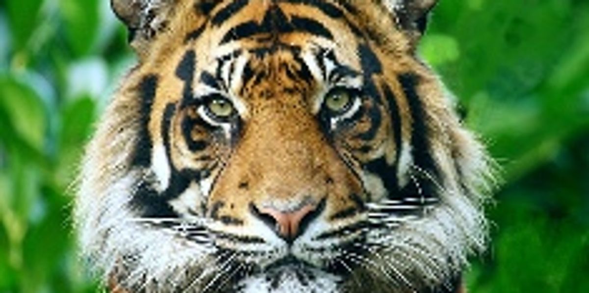 Michael Jackson's Tigers Threatened by Wildfire - Love Meow