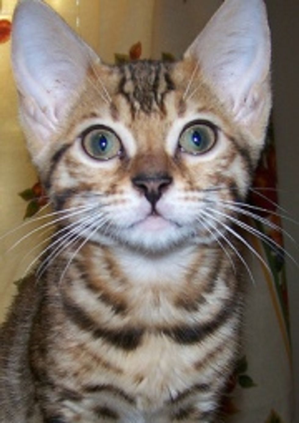 Funny Bengal Kittens - Love Meow