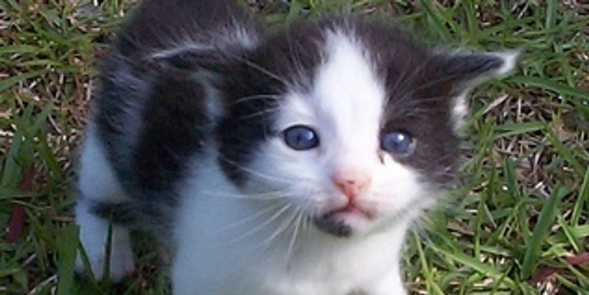 Kittens Trapped in Sewer Pipe - Love Meow