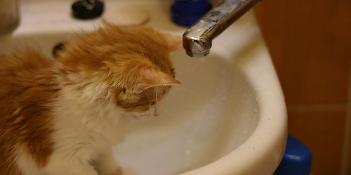 Video The Cat Who Loves To Shower Love Meow
