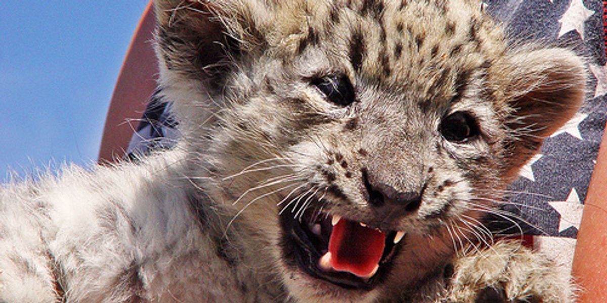 Number of Snow Leopards is Dwindling - Love Meow