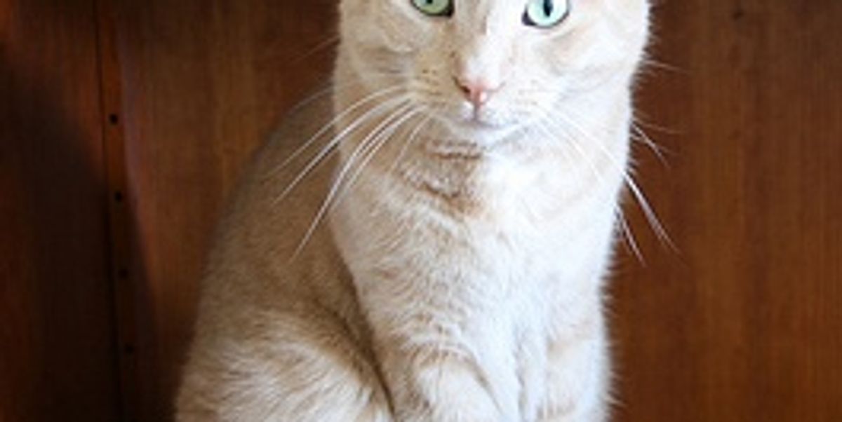 Cat with 6 or 7 Toes, Polydactyl Cat - Love Meow