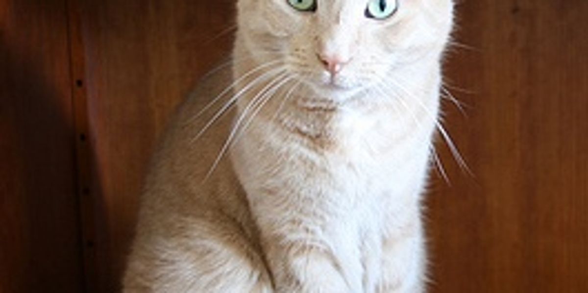 Cat with 6 or 7 Toes, Polydactyl Cat - Love Meow