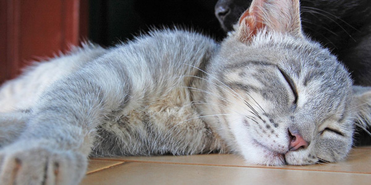 The Semi-Final Begins! Cat Sleeping Pose Photo Contest! - Love Meow