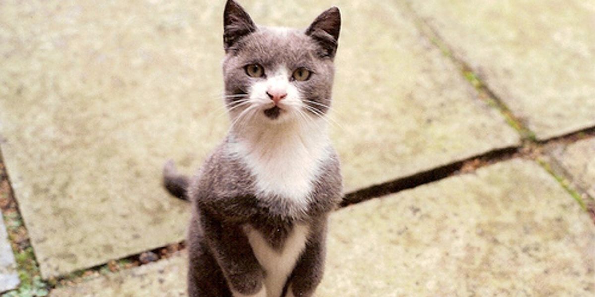 Video: Kitten Begging for Food - Love Meow