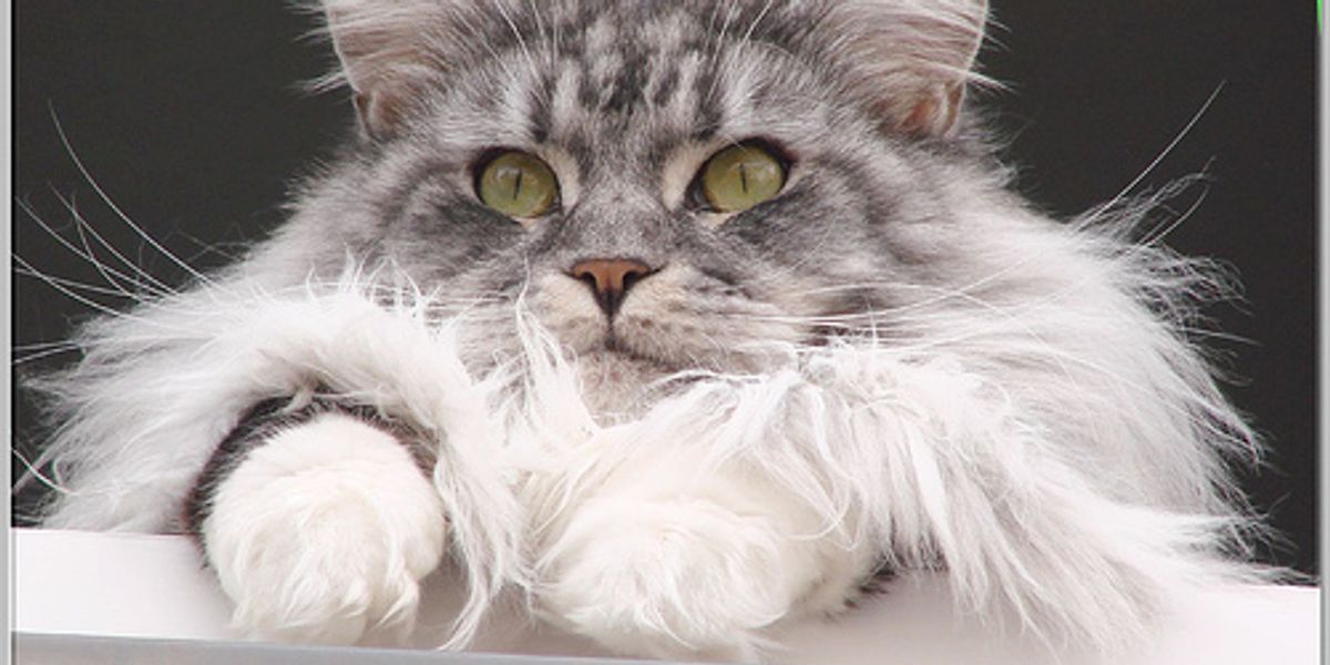 Smart Cats Videos - Love Meow