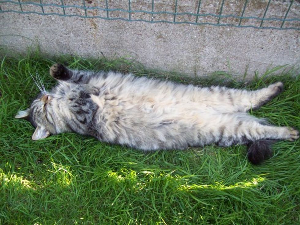 More Cute Cat Sleeping Poses [Pictures] - Love Meow