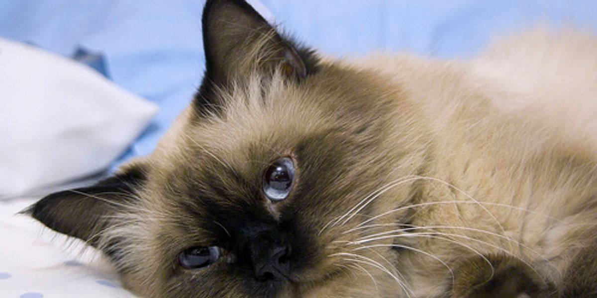 My Cat Has a Vomiting Problem - Love Meow