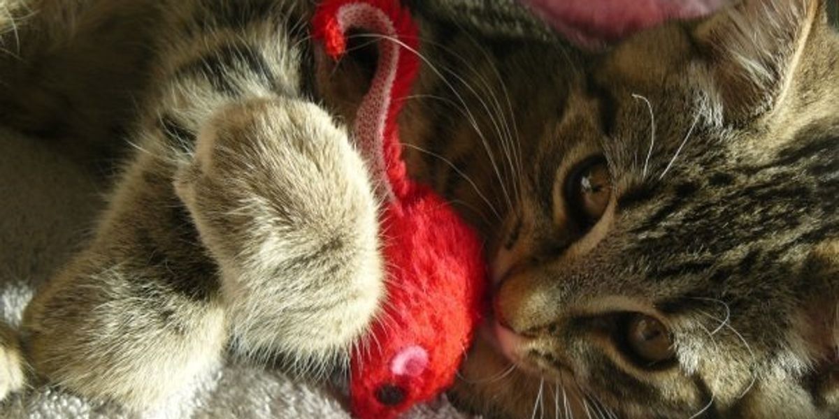 Picture of the Day - Love Meow