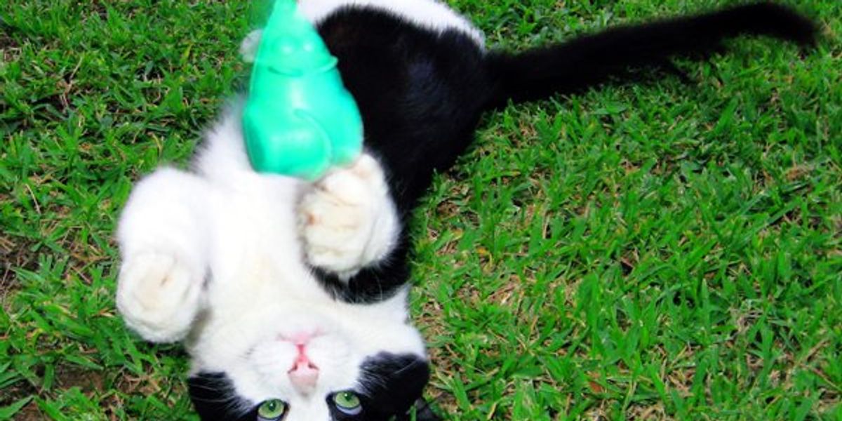 Picture of the Day - Love Meow