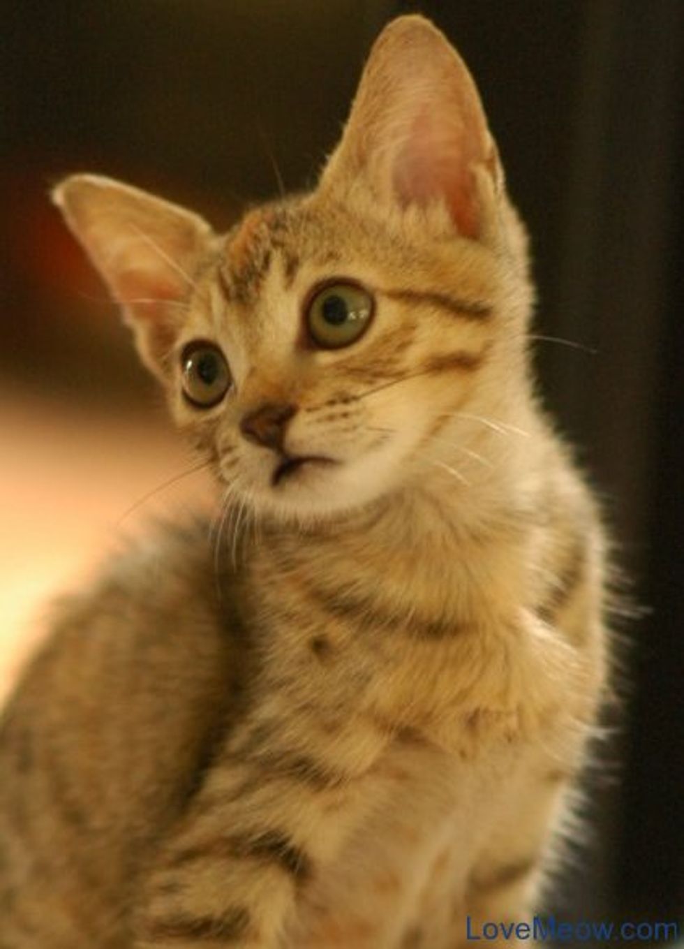 Picture of the Day - Love Meow