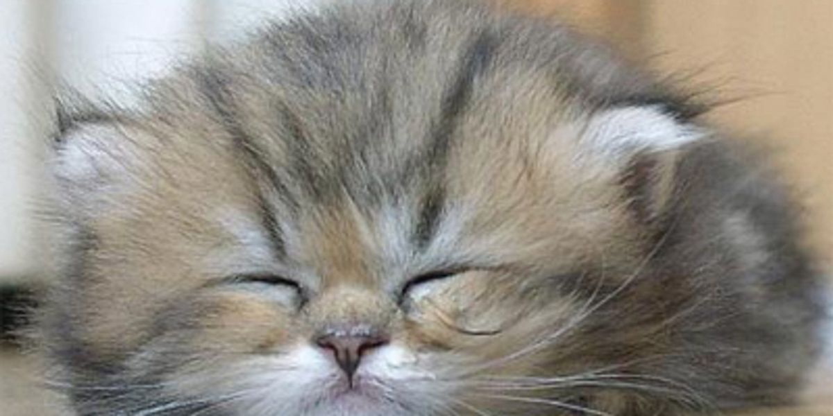 Do Cats Dream When They Sleep - Love Meow