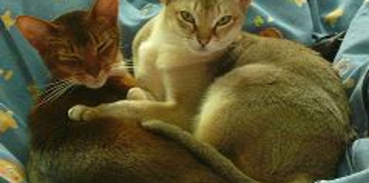 The Small Cat Breeds - Love Meow