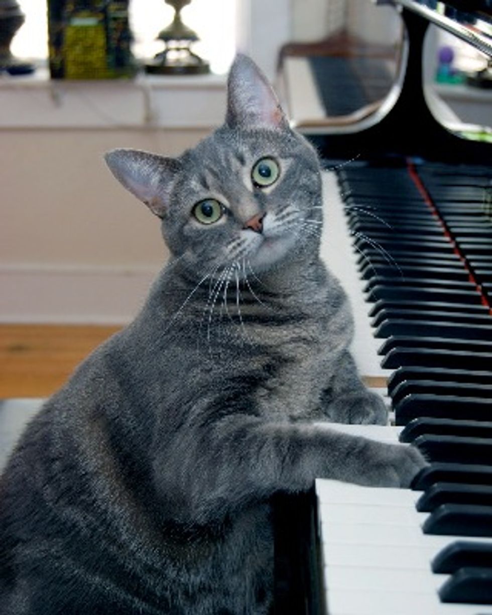 Special Interview - Nora, the Cat Pianist - Love Meow