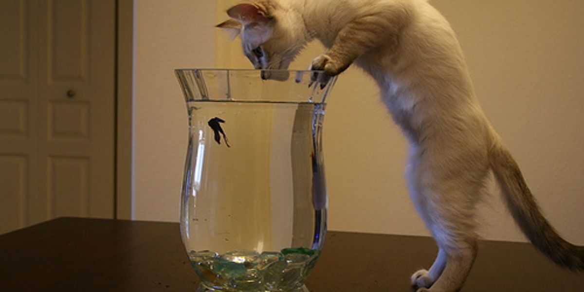 Video: Kitten Fun in a Fishbowl - Love Meow