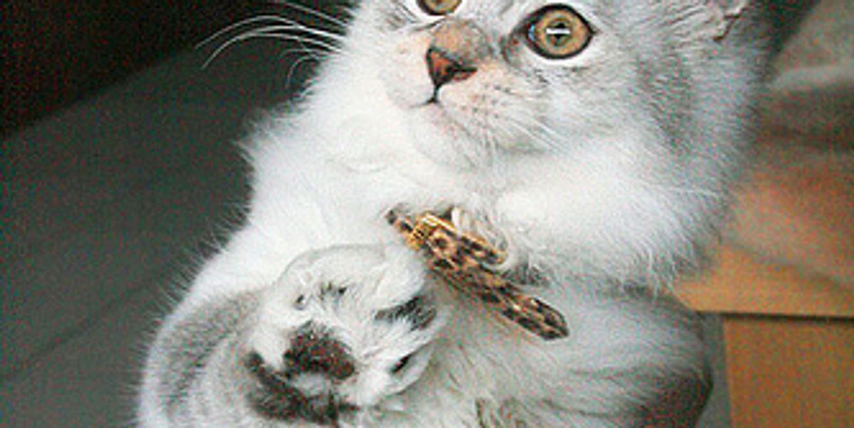 Video: Loudest Purr - Love Meow