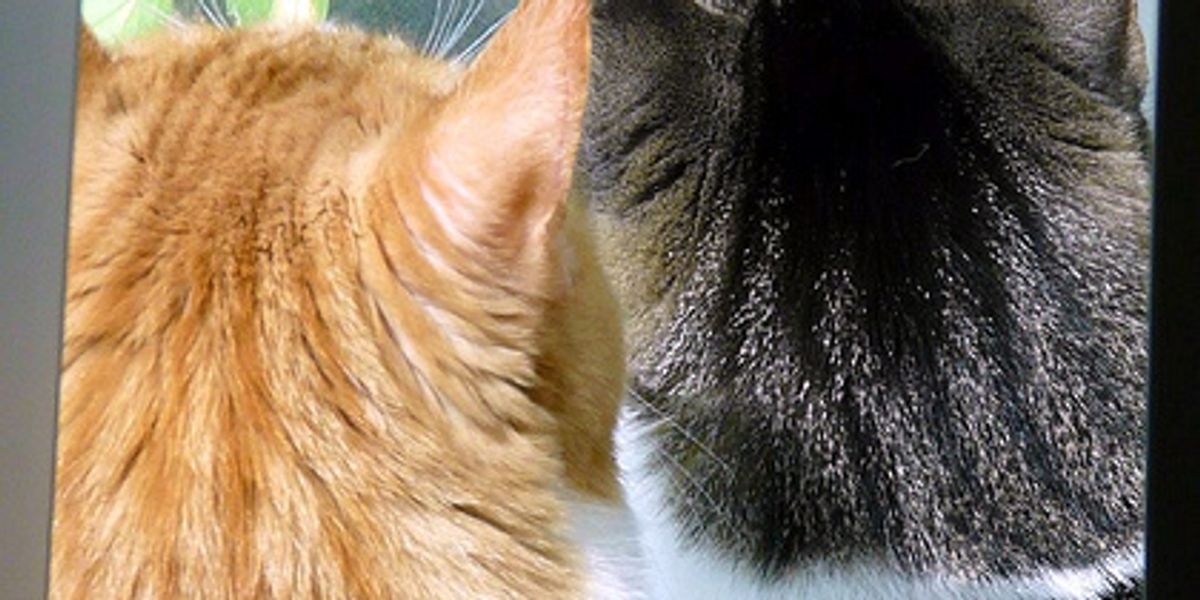 Funny Cat Face - Flehmen Response - Love Meow