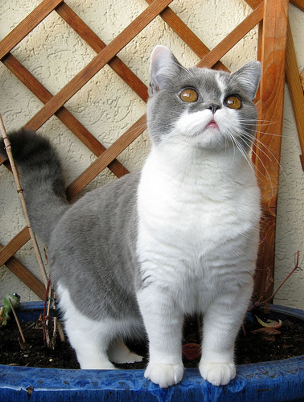 What a Cat's Purr Means - Love Meow