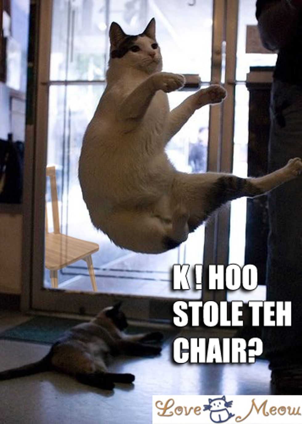 Add Lolcat Captions - Love Meow