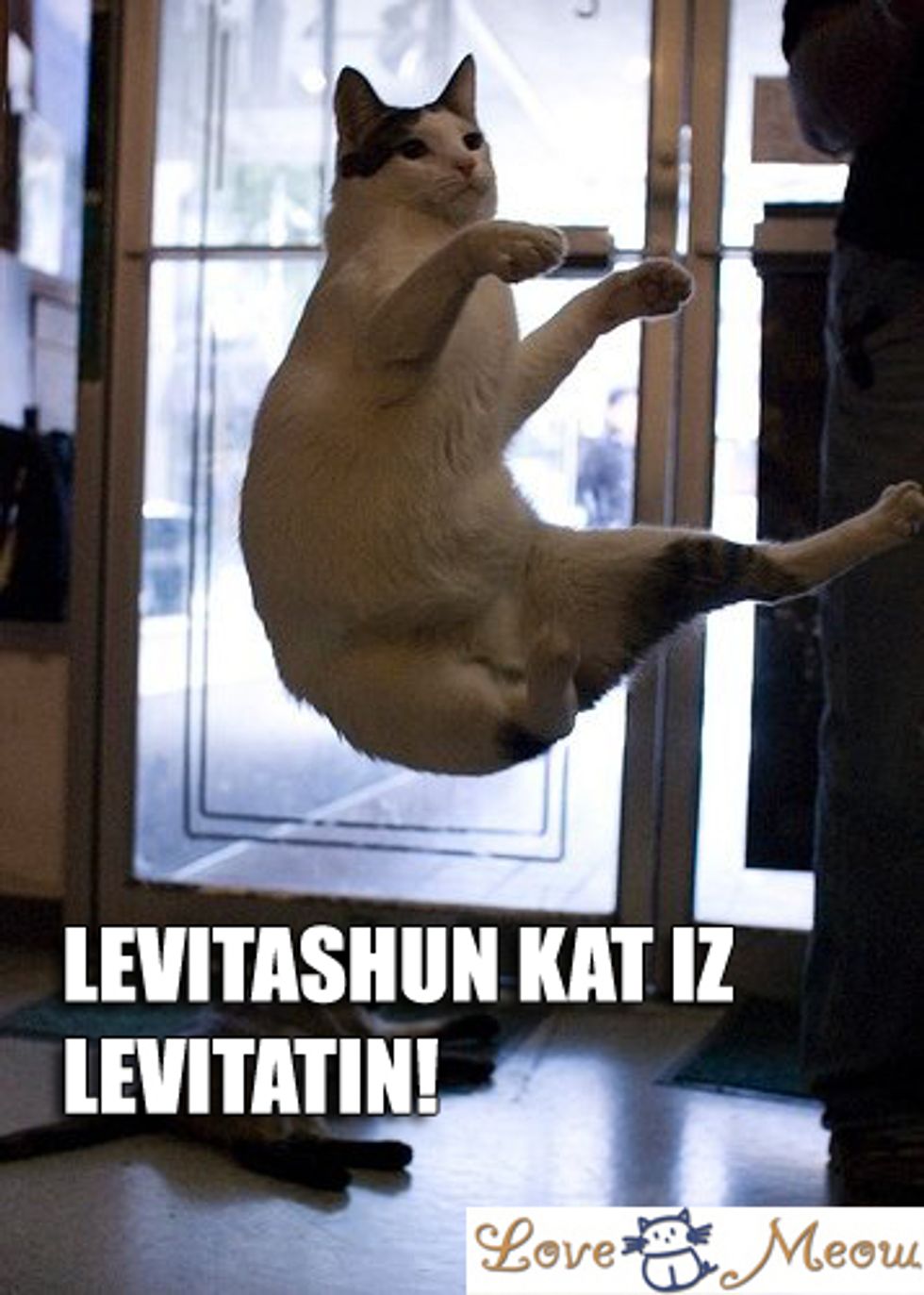 Add Lolcat Captions - Love Meow