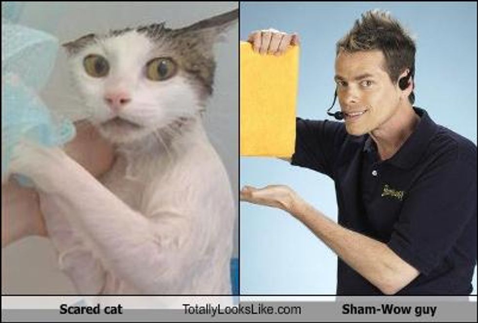 Cat Look Alikes - Love Meow