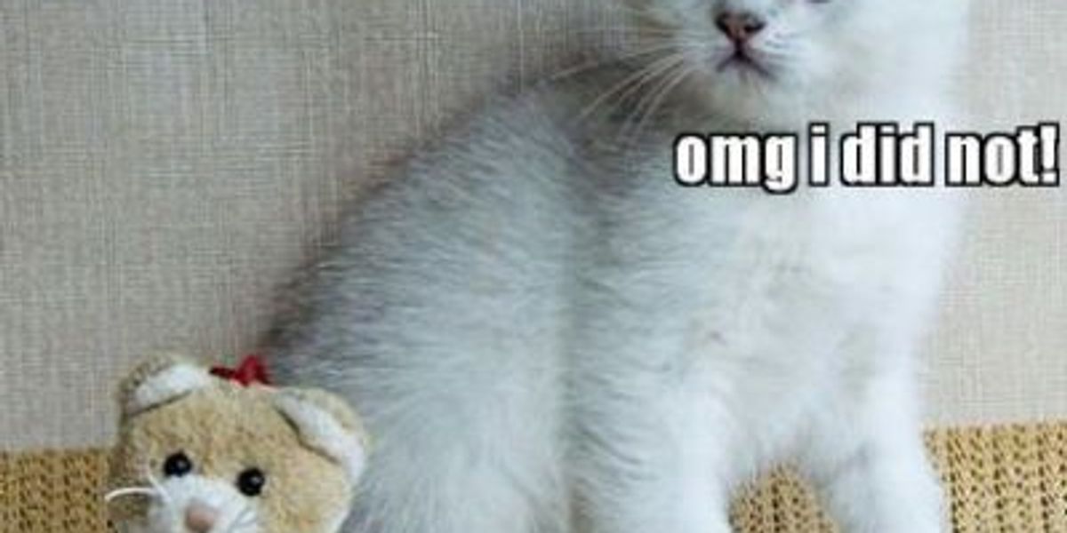 Lolcat Kitten Edition - Love Meow