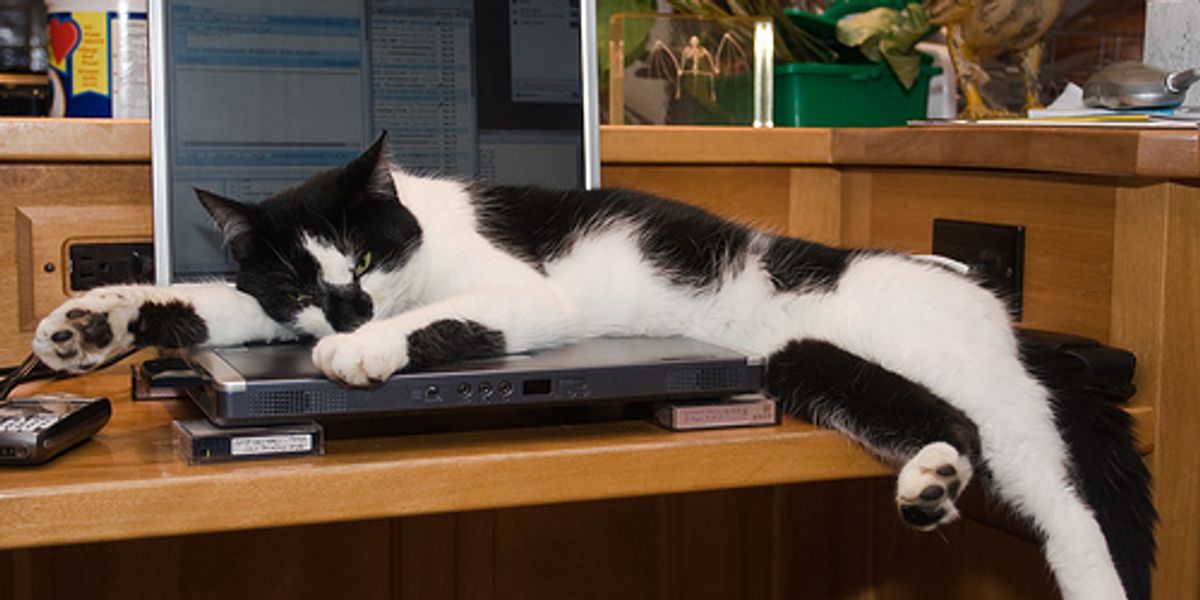 Computer Kittens Videos - Love Meow