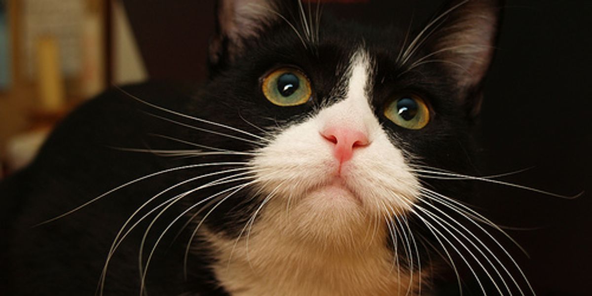 Tuxedo Kittens Twin Cat Video - Love Meow