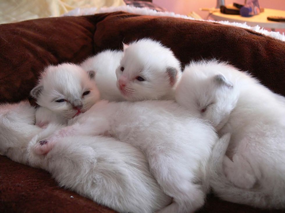 How to Care for a Traumatized Orphan Kitten - Love Meow