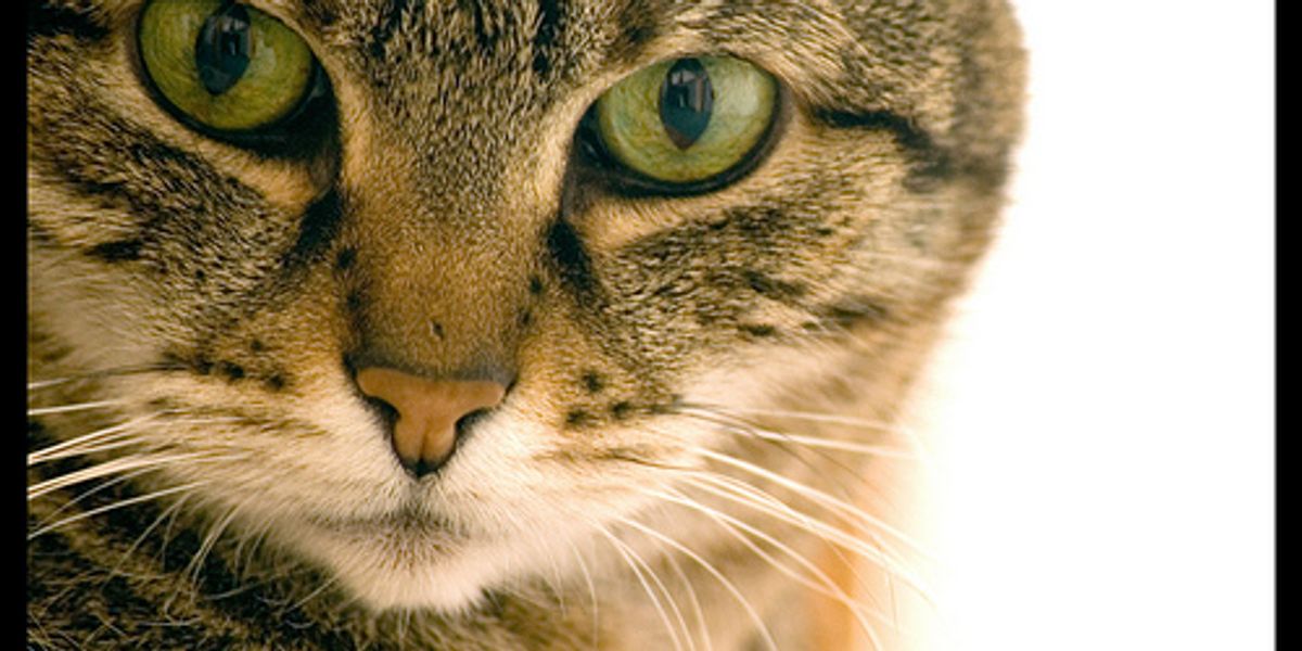 Cat Can Walk Again Thanks to Her Wheelchair - Love Meow