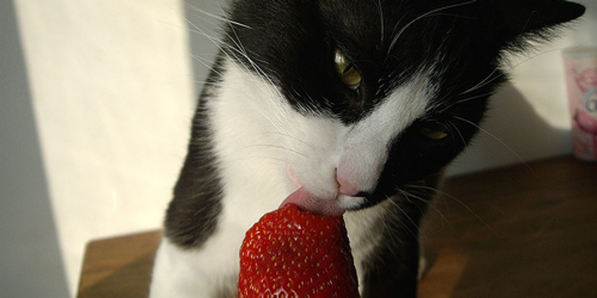 Videos Kitten Loves Raspberries and Strawberries - Love Meow