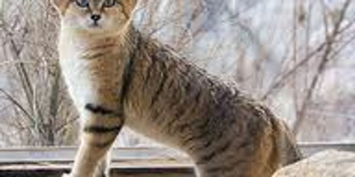 Sand Cat a Small Wild Cat - Love Meow
