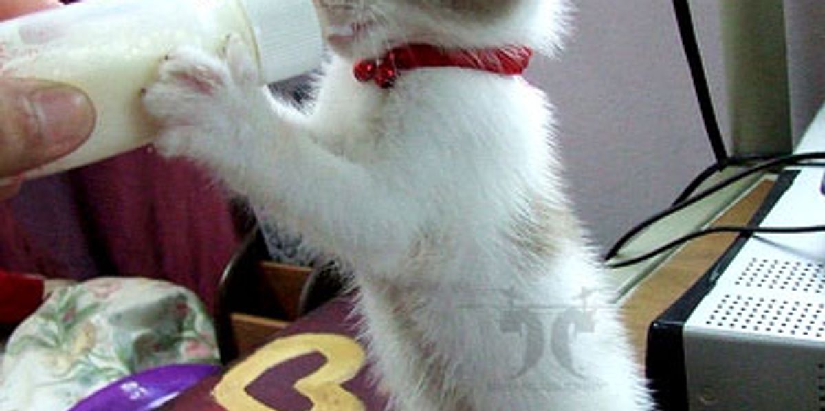 Video Kitten Drinking Kitty Milk - Love Meow