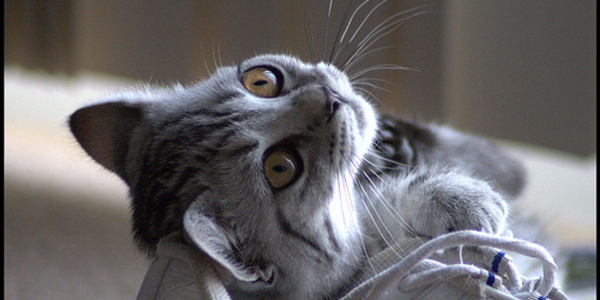 Super Happy Cat Funny Om Nom Nom Kitten - Love Meow