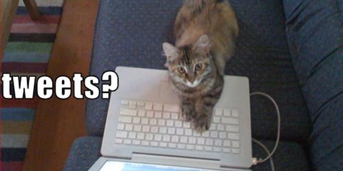 Lol Cat Pictures The Next I Can Has Cheezburger Kitten Love Meow