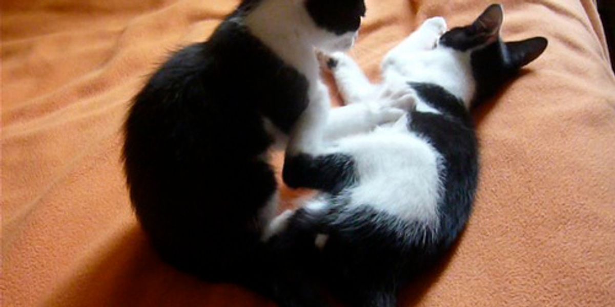Cutest Kitten Kneading and Making Biscuits - Love Meow