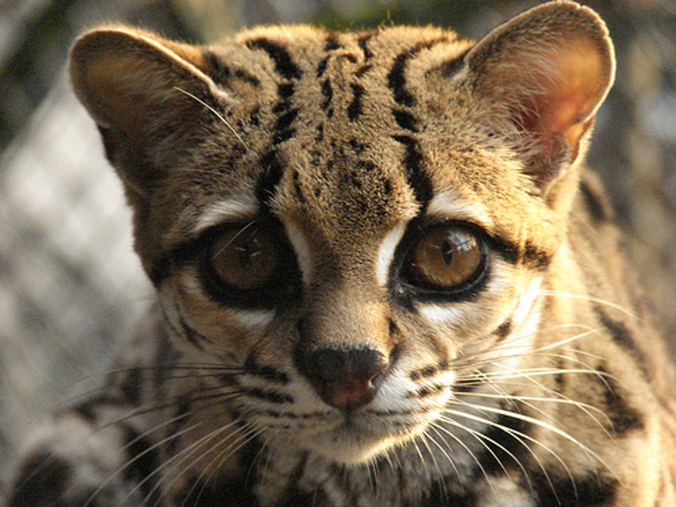 The Margay Best Tree Climber Wild Cat - Love Meow