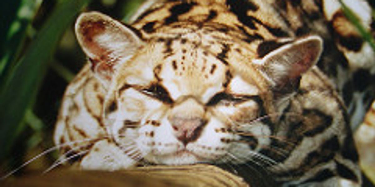The Margay Best Tree Climber Wild Cat - Love Meow