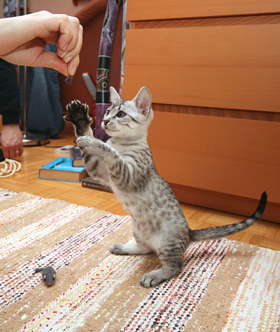 Egyptian Mau Fastest Dometic Cat Breed - Love Meow