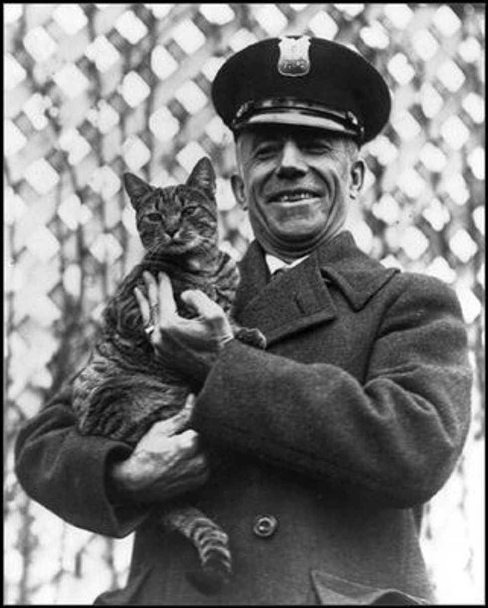 Famous White House Presidents Cats - Love Meow