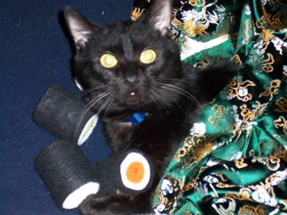 Interesting and Weird Cat Toys - Love Meow