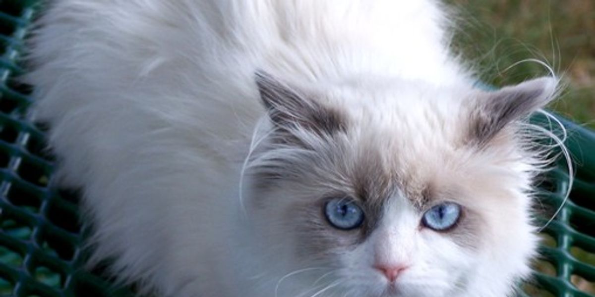 December Cat of the Month Results - Love Meow