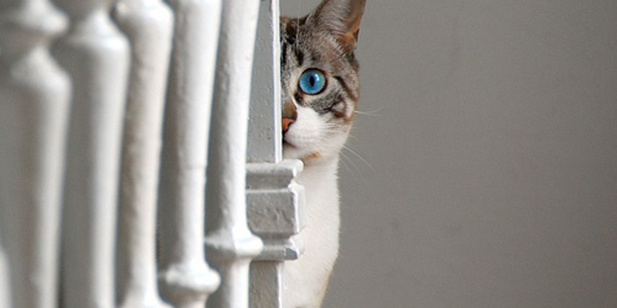 Dramatic Cats Compilation - Love Meow