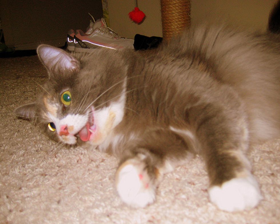 Happy and Smiley Kittens and Cats - Love Meow